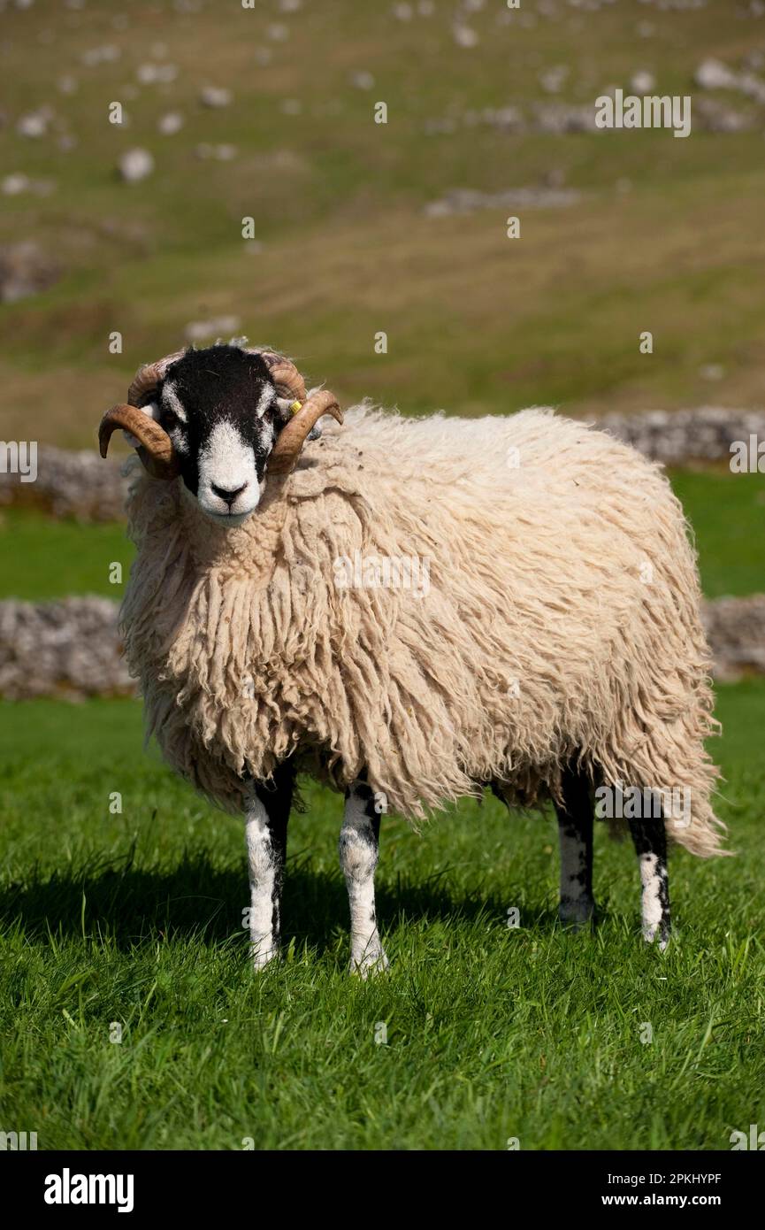 Domestic Sheep, Swaledale, ram, standing in pasture on hill farm ...
