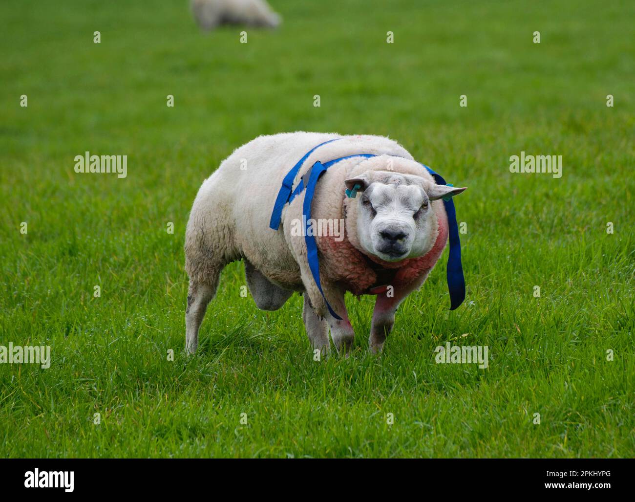 Domestic Sheep, Beltex ram, wearing raddle, standing in pasture ...
