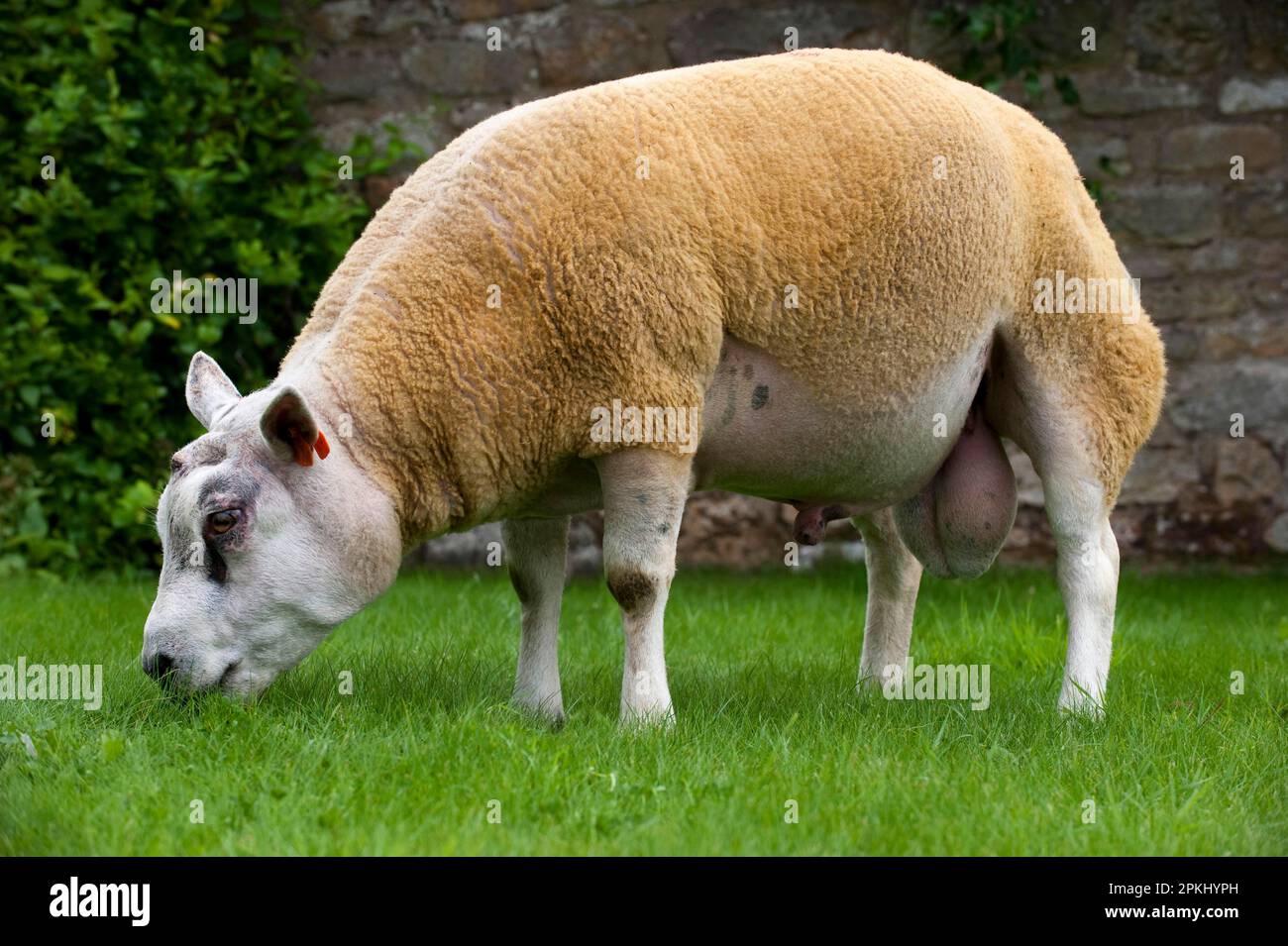 Domestic Sheep, Beltex ram, grazing on short grass, Cumbria, England ...