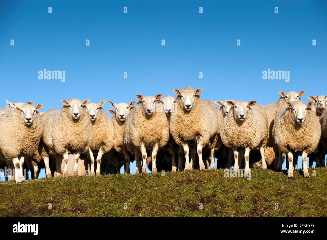 Domestic Sheep, Beltex, flock standing on hillside, England, United ...
