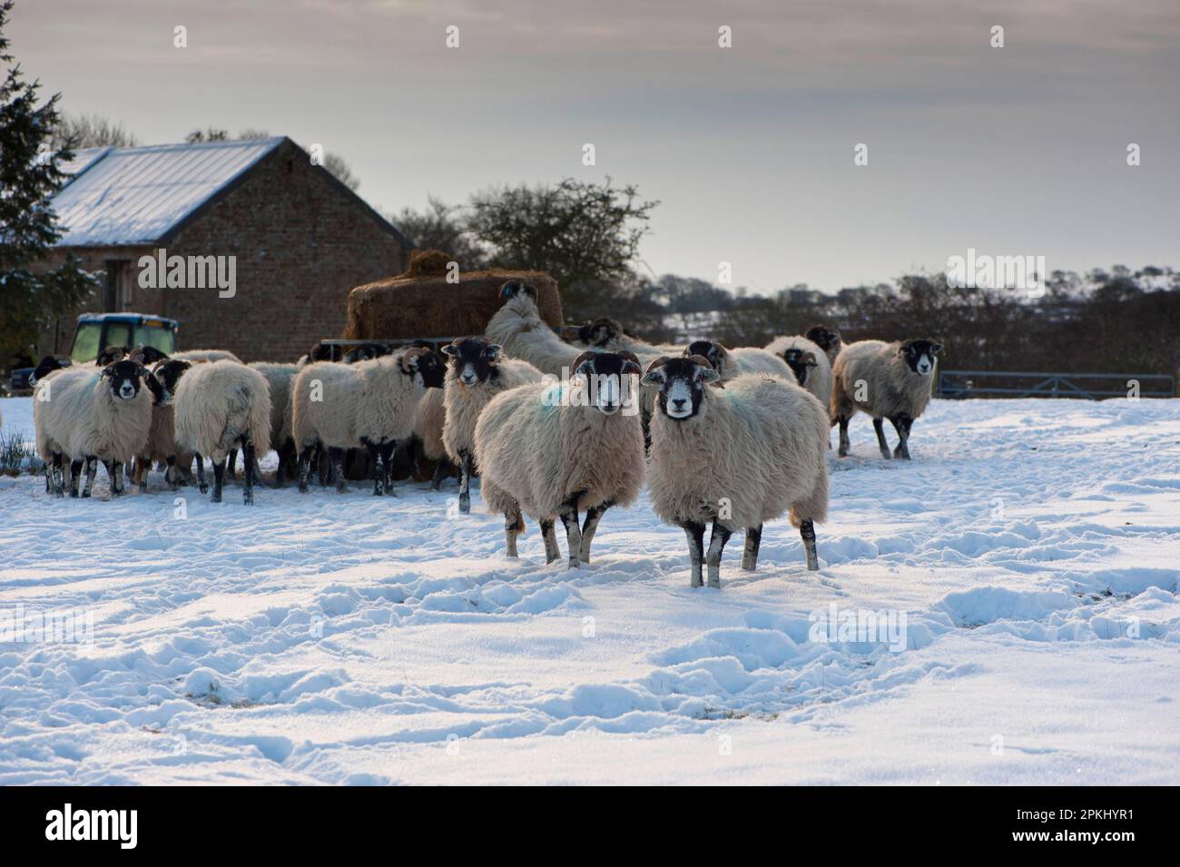Domestic Sheep, Swaledale ewes, flock standing in snow covered pasture ...