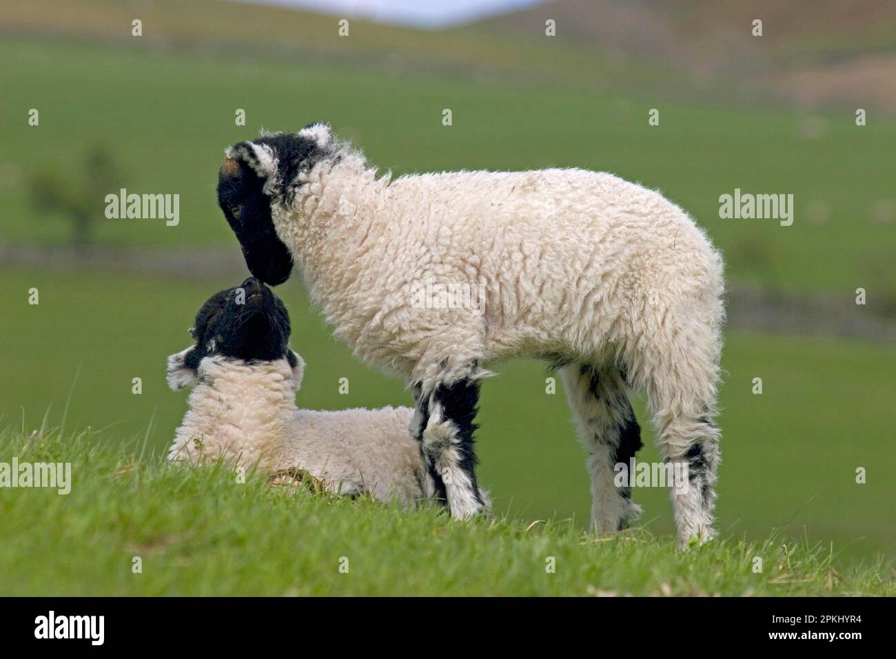 Domestic Sheep, Swaledale lambs, touching noses in pasture, Keld ...