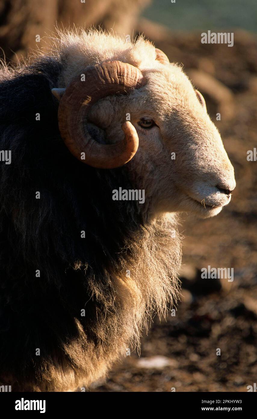 Domestic Sheep, Herdwick ram, side view of head, Cumbria, England ...
