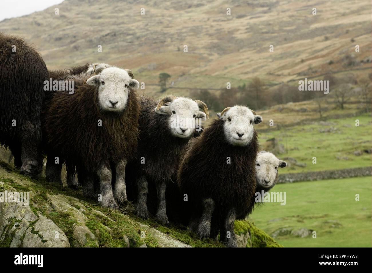 Domestic Sheep, Herdwick wether lambs, standing on rock, on hill farm ...