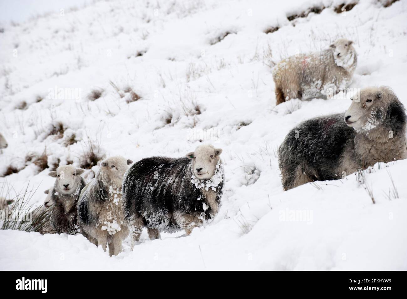 Domestic sheep, Herdwick, flock, standing on snowy slopes, Cumbria ...