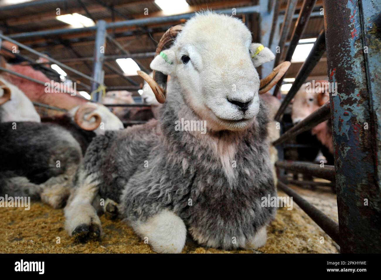 Domestic Sheep, Herdwick rams, resting in pens at annual tup sale ...