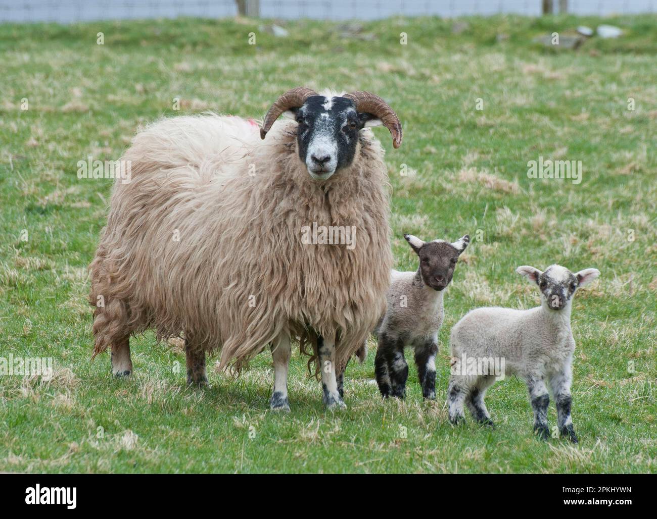 Domestic Sheep, Scottish Blackface ewe with Charollais sired lambs ...