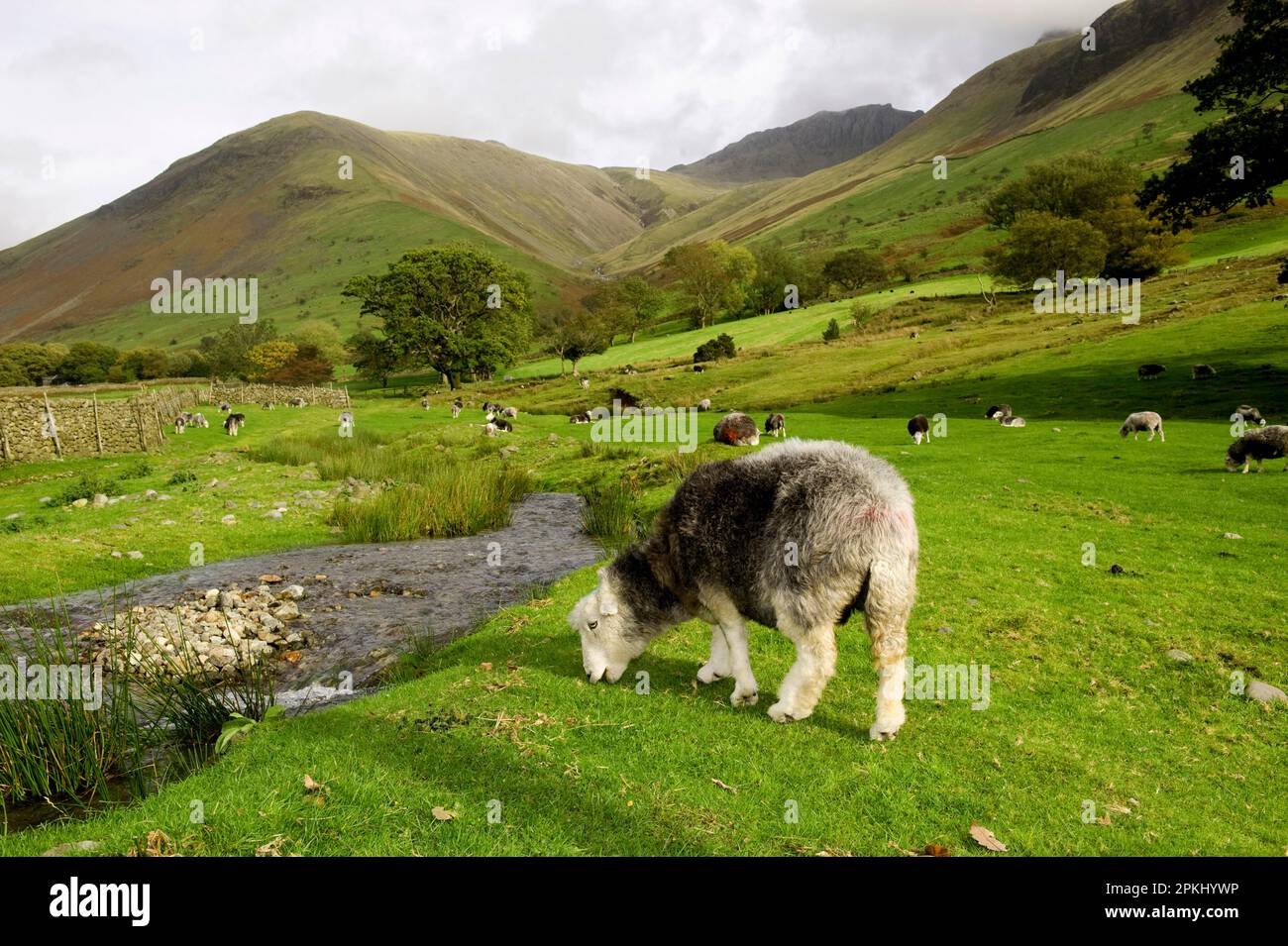 Domestic Sheep, Herdwick ewe, grazing, with flock beside mountain ...