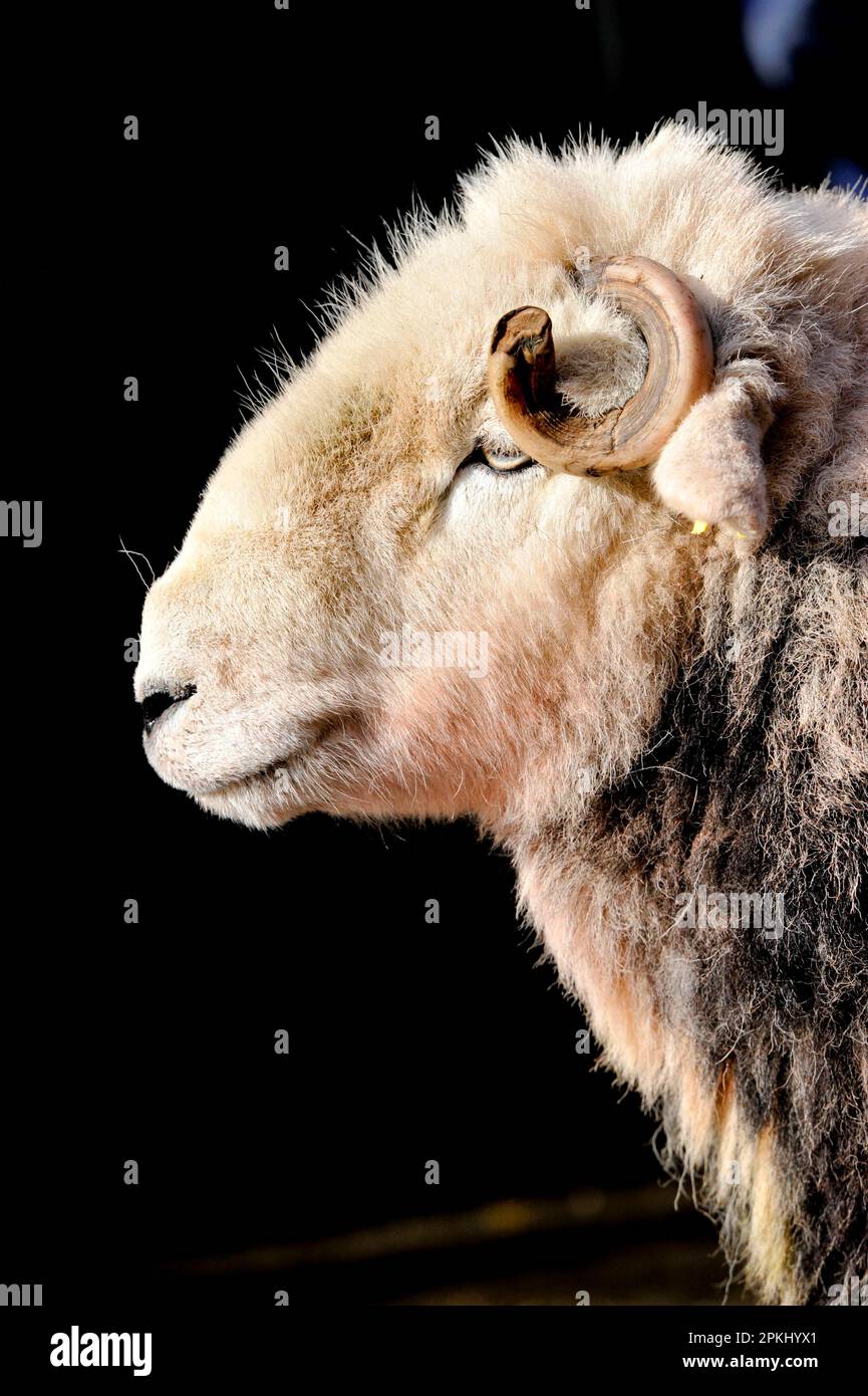 Domestic Sheep, Herdwick ram, close-up of head, at annual tup sale ...