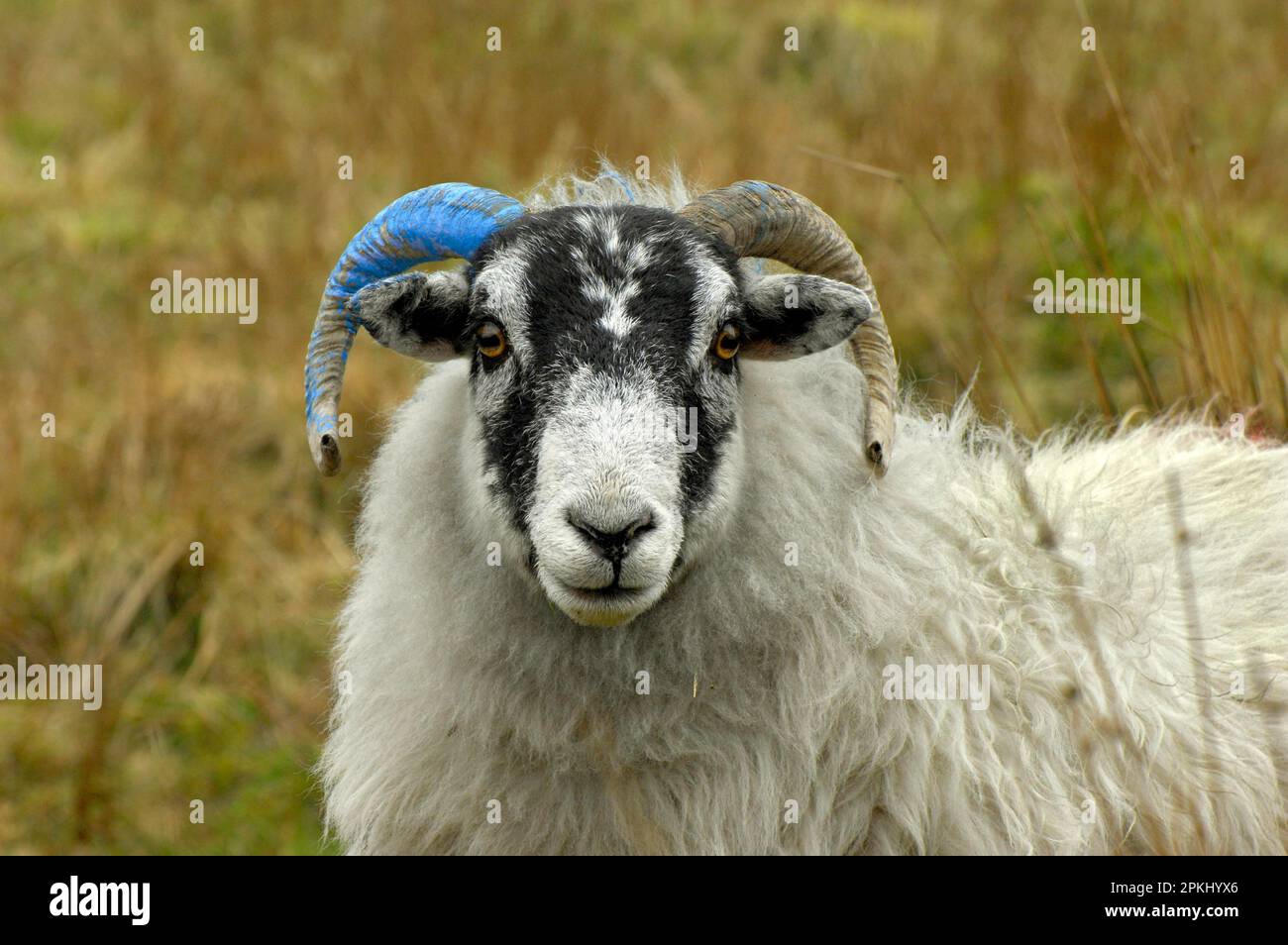 Domestic sheep, Scottish black-faced ewe, close-up of head, horn ...