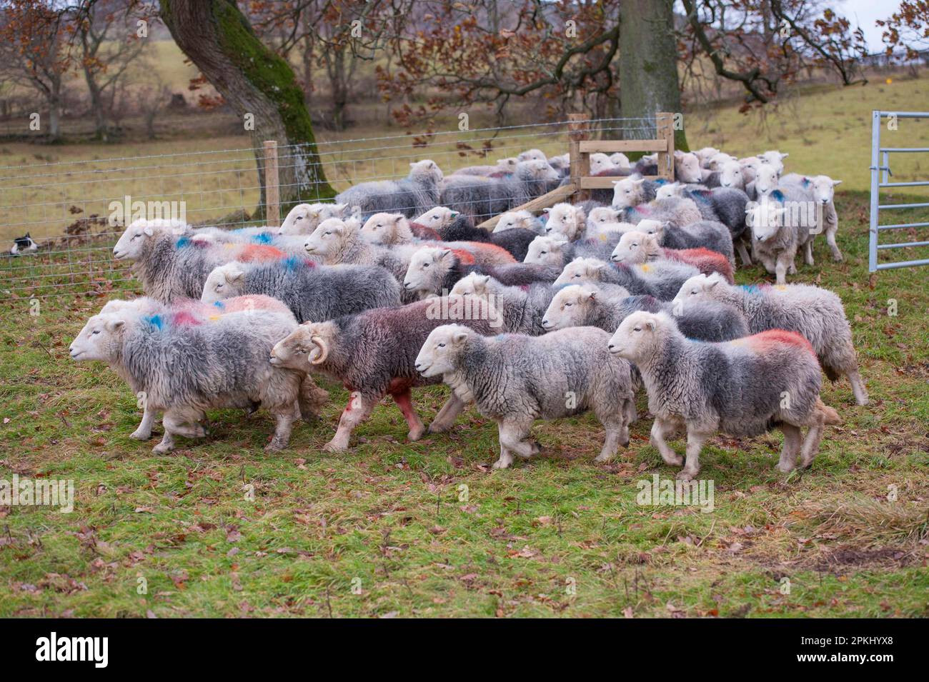 Domestic Sheep, Herdwick ewes, flock walking through gateway in pasture ...