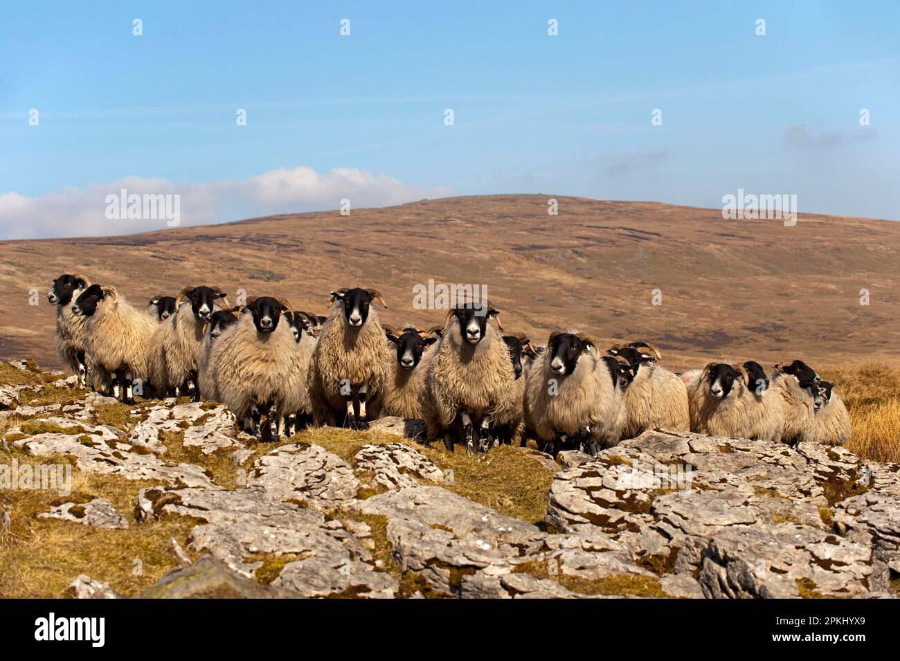 Domestic sheep, Scottish Blackface sheep, Hexham script, Flock on the ...
