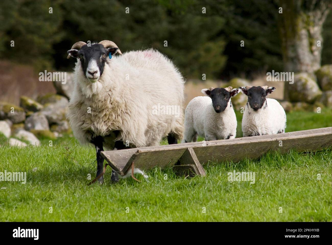 Domestic sheep, Scottish Blackface, ewe with lambs, standing at the ...