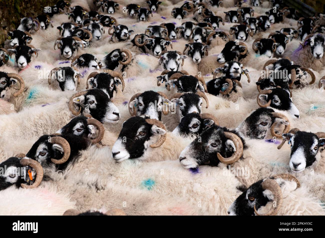 Domestic Sheep, Swaledale, ewes, flock standing in pen on farm, Cumbria ...