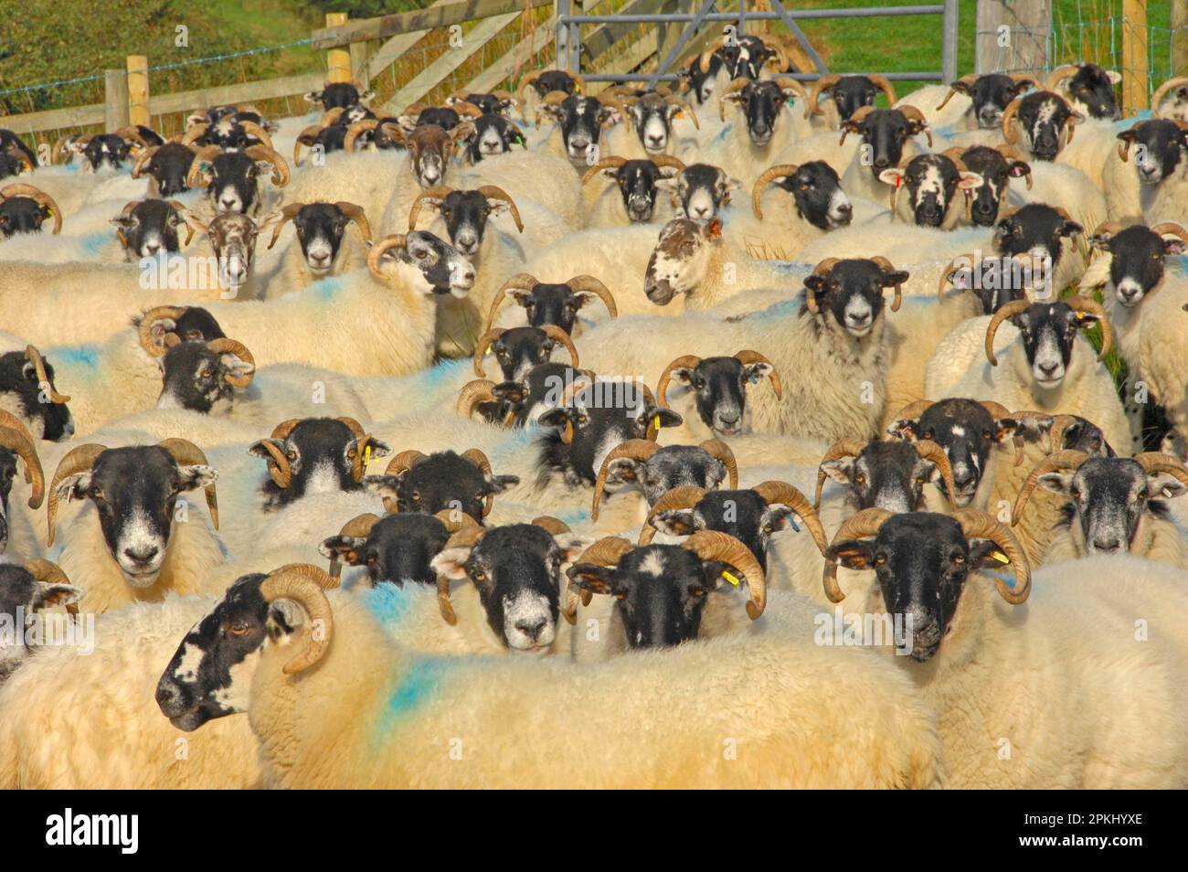 Domestic sheep, Scottish black-headed ewes and ewes at bay, Dinkling ...
