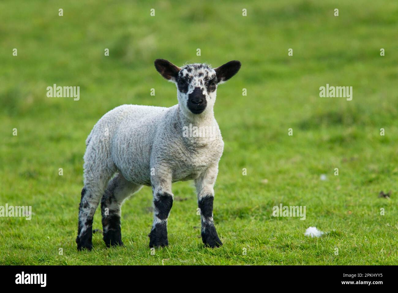 Domestic Sheep, Scottish Blackface cross, lamb, standing in pasture, Shetland Islands, Scotland ...