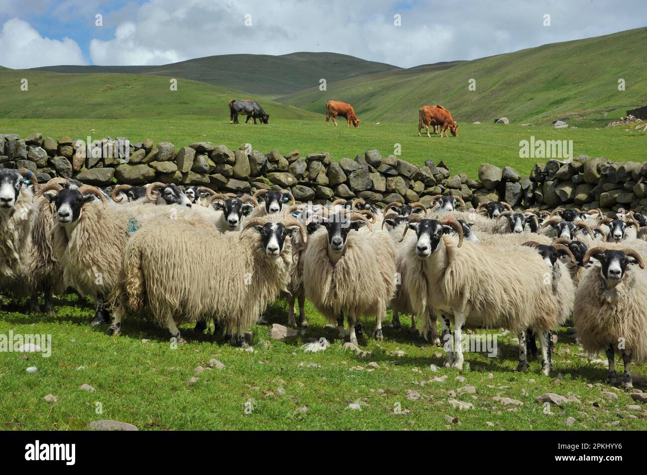 Domestic Sheep, Scottish Blackface ewes, flock standing in pasture ...