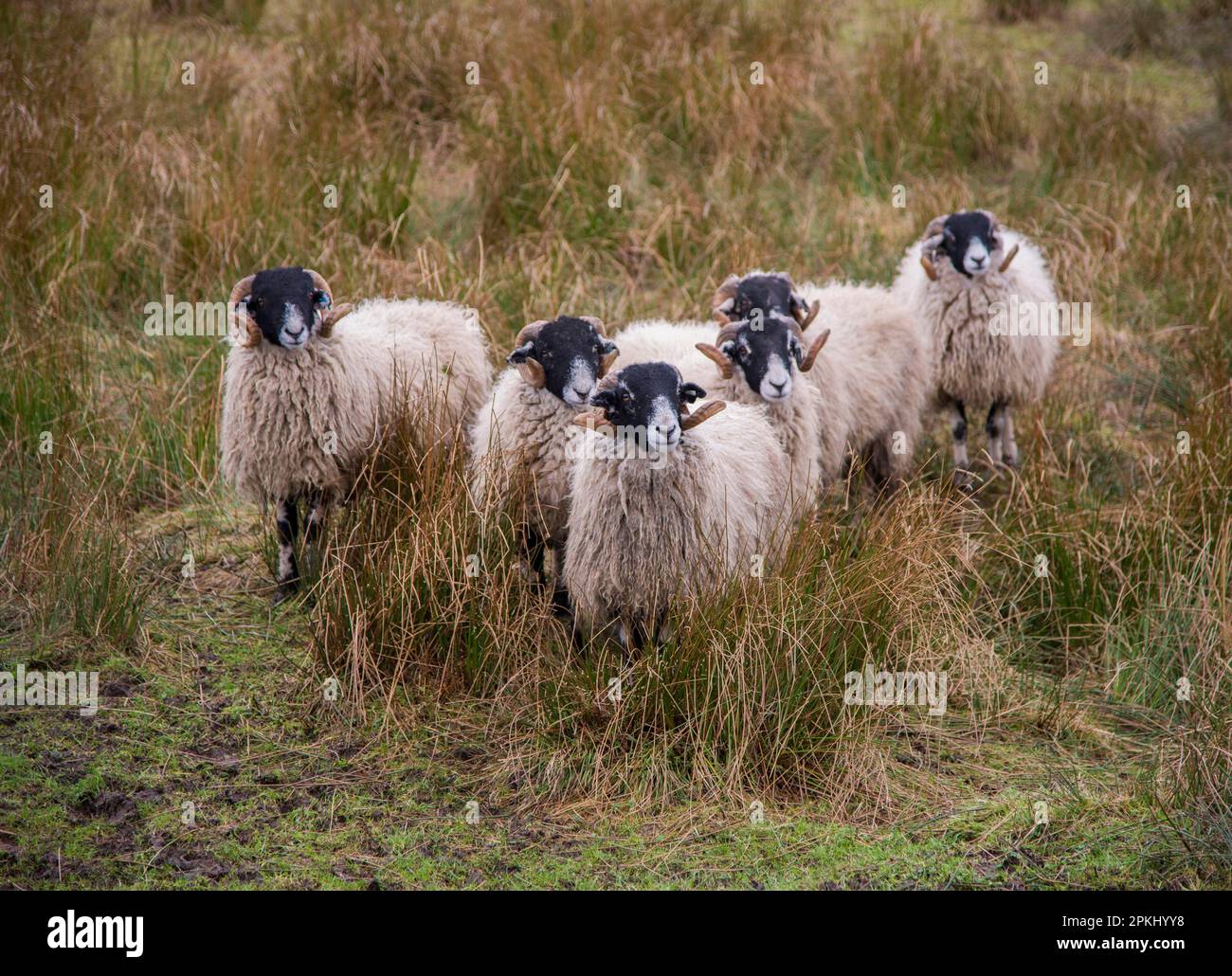 Domestic Sheep, Swaledale tup hoggs, standing amongst rushes in pasture ...