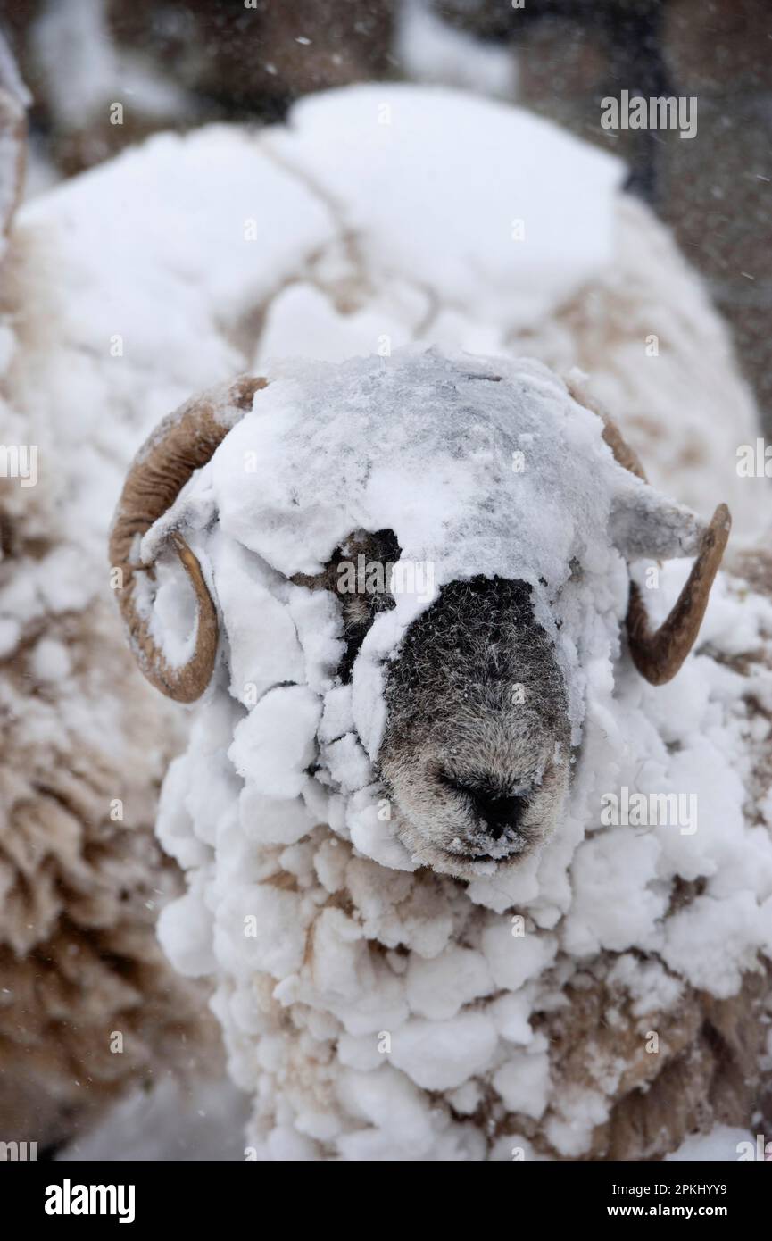 Domestic Sheep, Swaledale sheep, covered in snow during snowstorm ...