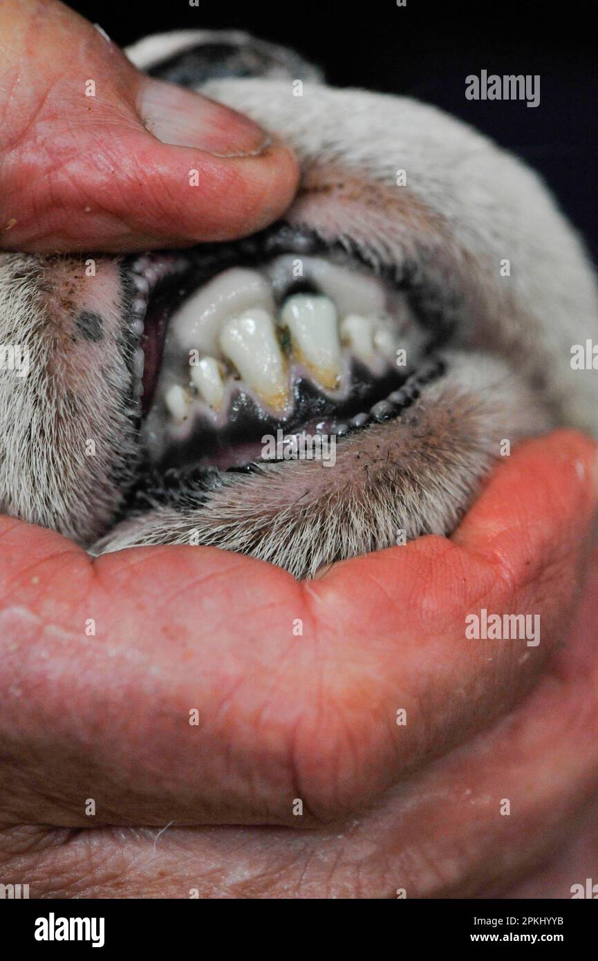 Sheep tooth hi-res stock photography and images - Alamy