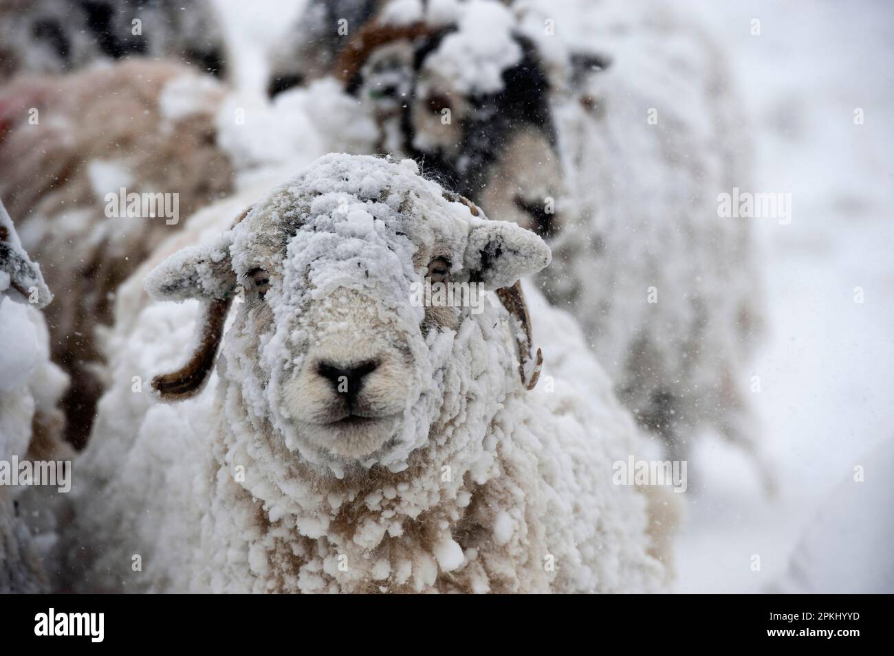 Domestic Sheep, Swaledale sheep, covered in snow during snowstorm ...