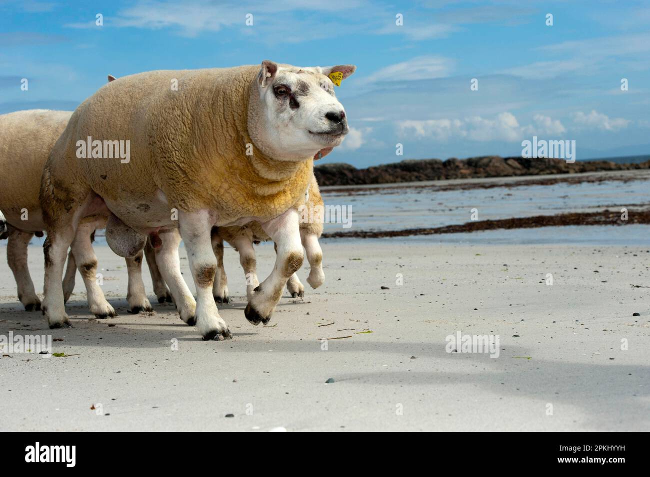 Domestic Sheep, Beltex rams, flock walking on sandy beach, Isle of ...