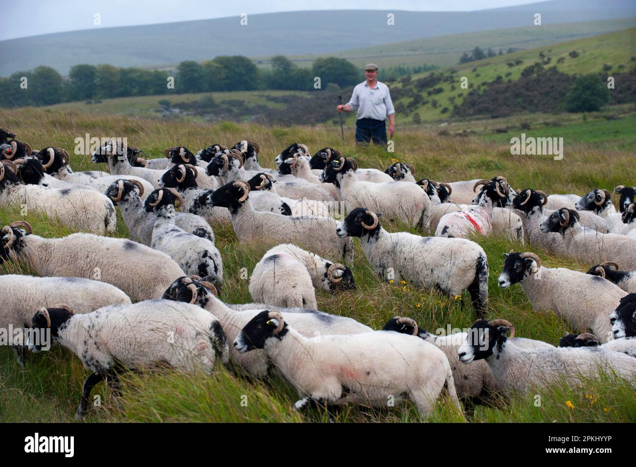 Domestic Sheep, Swaledale ewes, flock on moorland, with shepherd in background, Dartmoor, Devon ...