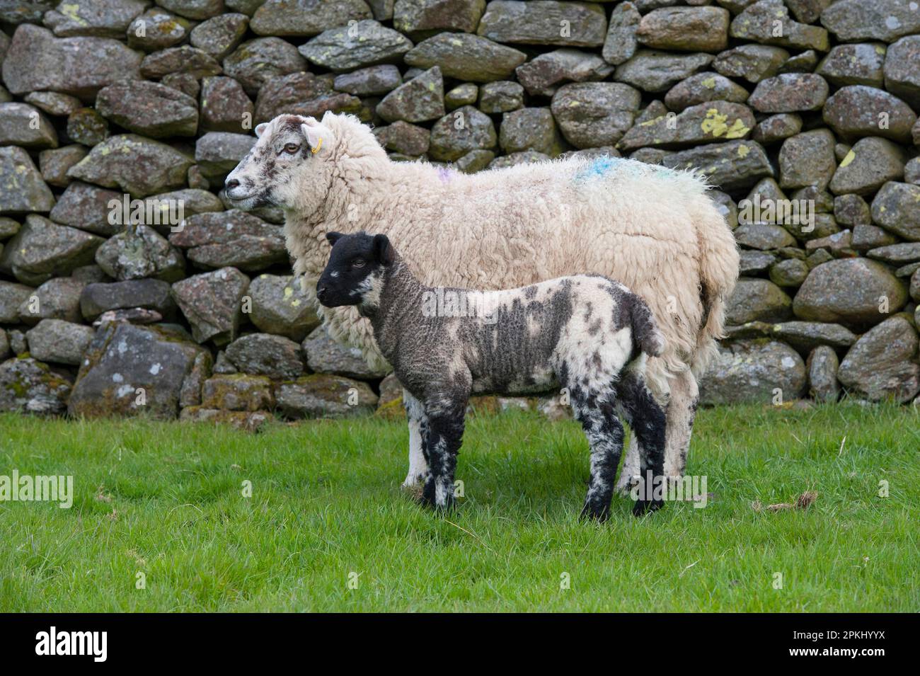 Domestic Sheep, Aberdale Swaledale, yearling ewe with lamb, standing ...
