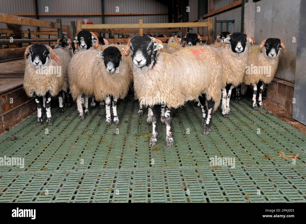 Domestic Sheep, Swaledale wether lambs, standing in building with ...