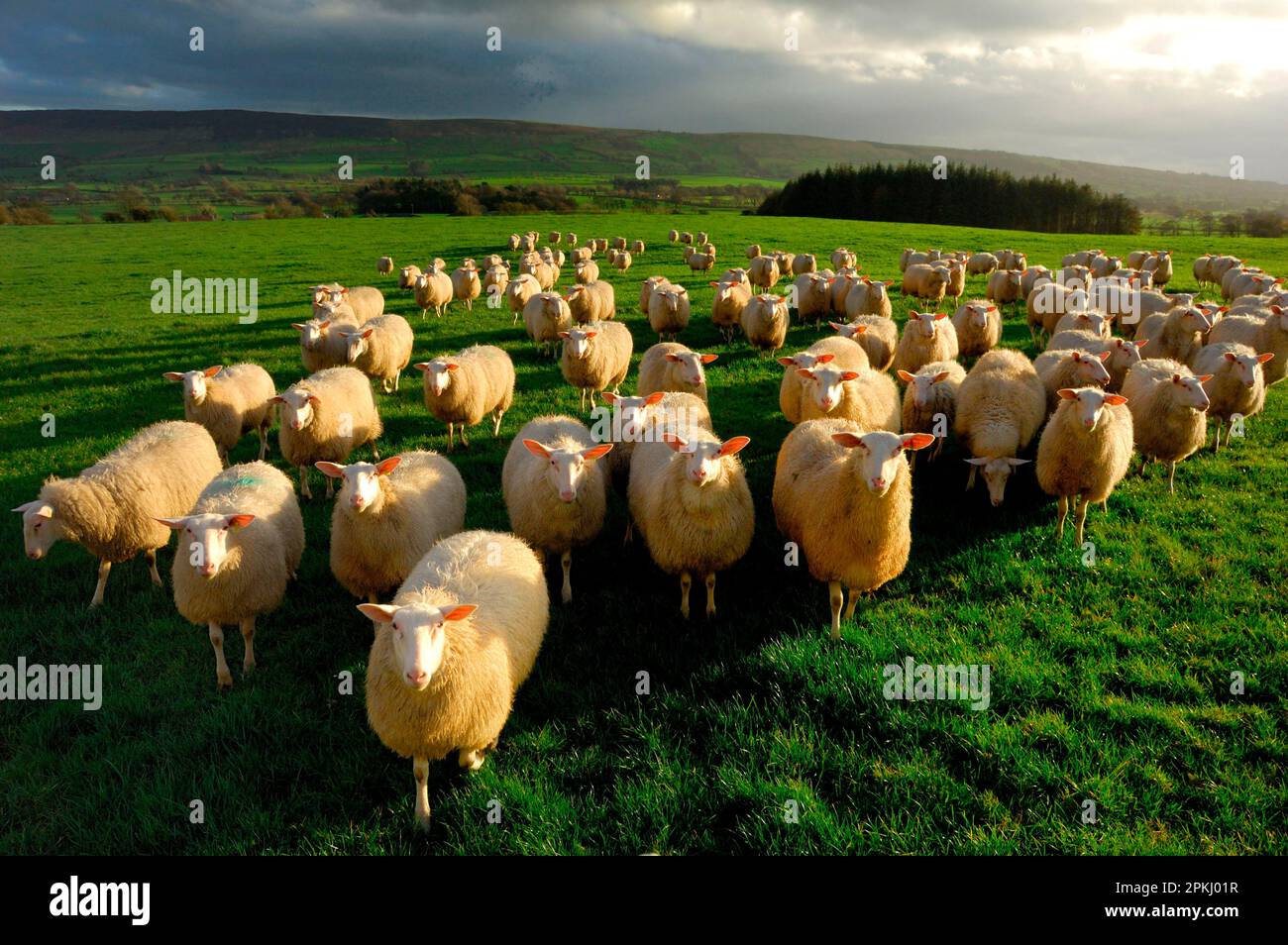 Domestic Sheep, Milk Sheep ewes, flock standing in pasture, Chipping ...