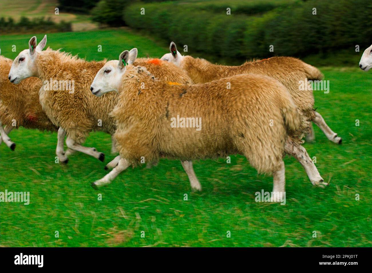 Mules running hi-res stock photography and images - Alamy