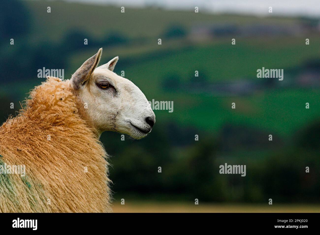Domestic Sheep, Welsh mule, Welsh Mountain ewe x Blue-faced Leicester ...