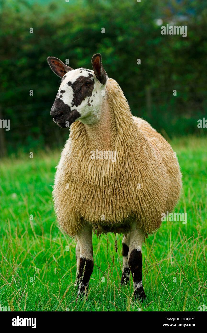 Domestic Sheep, Welsh mule gimmer, Beulah ewe x Blue-faced Leicester ...