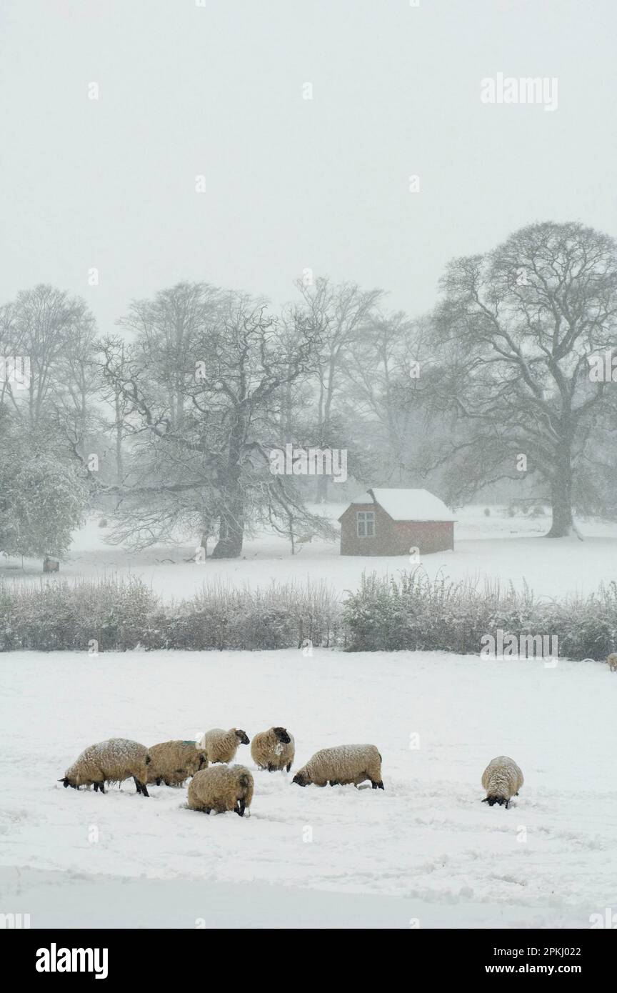 Domestic sheep, Suffolk x North Country Mule, ewes, flock in snow ...