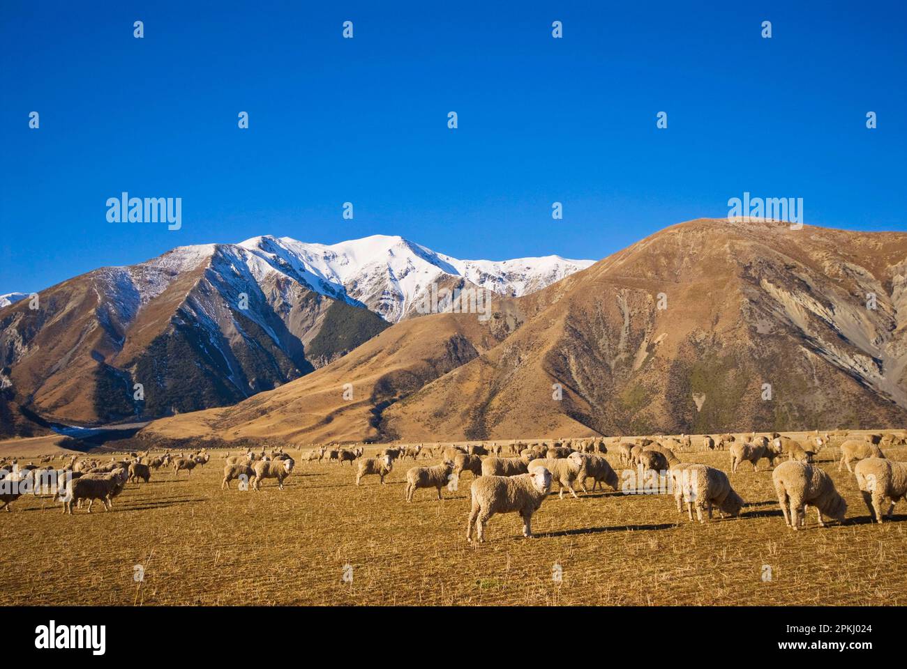 Native sheep, flock, grazing on montane pasture, Arthur's Pass ...