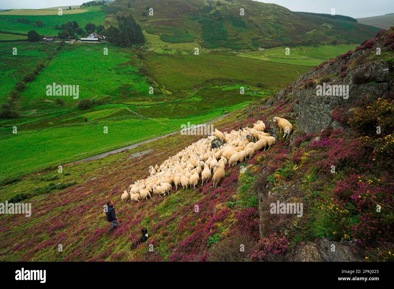 Domestic Sheep, shepherd with collie sheepdog, gathering flock off ...