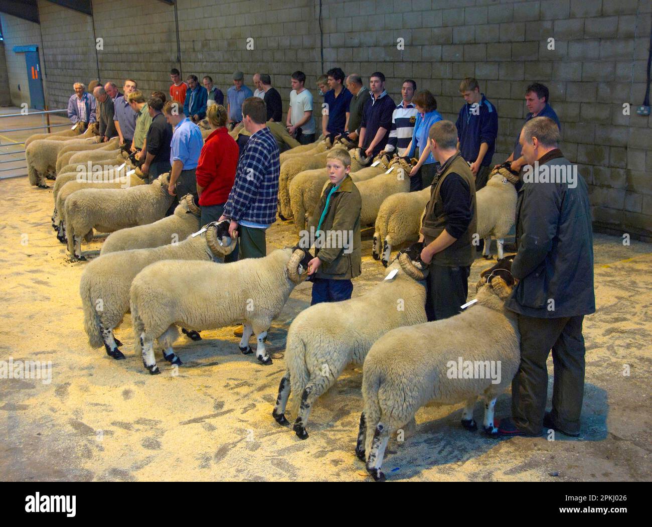 Domestic Sheep, Lonk Sheep, held by owners at show and sale, Clitheroe ...