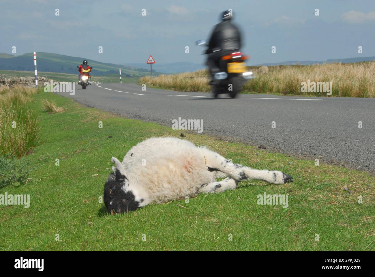 Domestic Sheep, dead lamb, roadkill on verge, motorcyclists on road ...