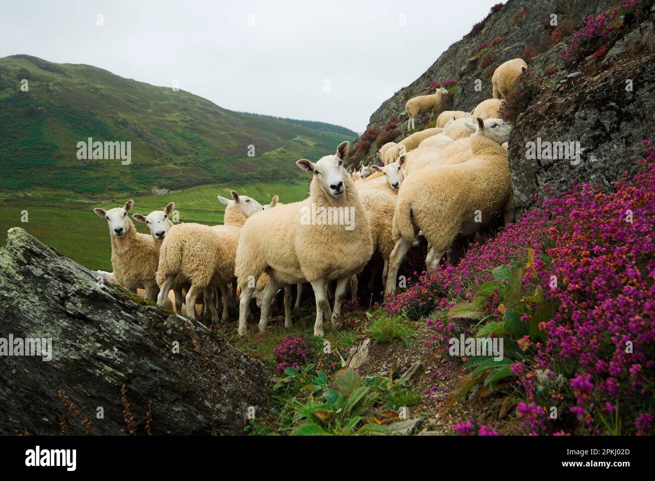 Domestic Sheep, Welsh mules, Welsh Mountain ewe x Blue-faced Leicester ...