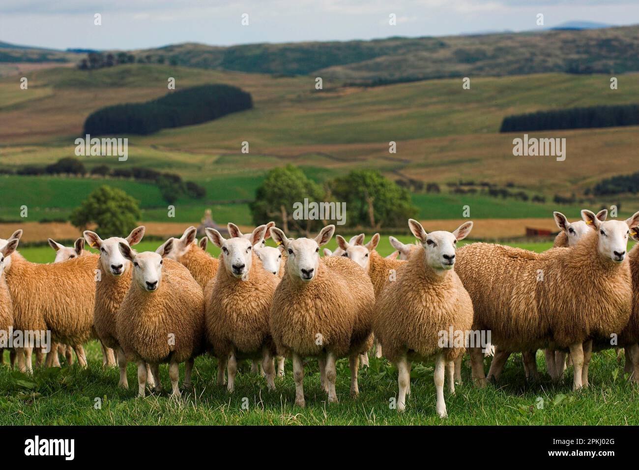 Domestic Sheep, mules, Cheviot ewe x Blue-faced Leicester ram, flock, standing in pasture ...