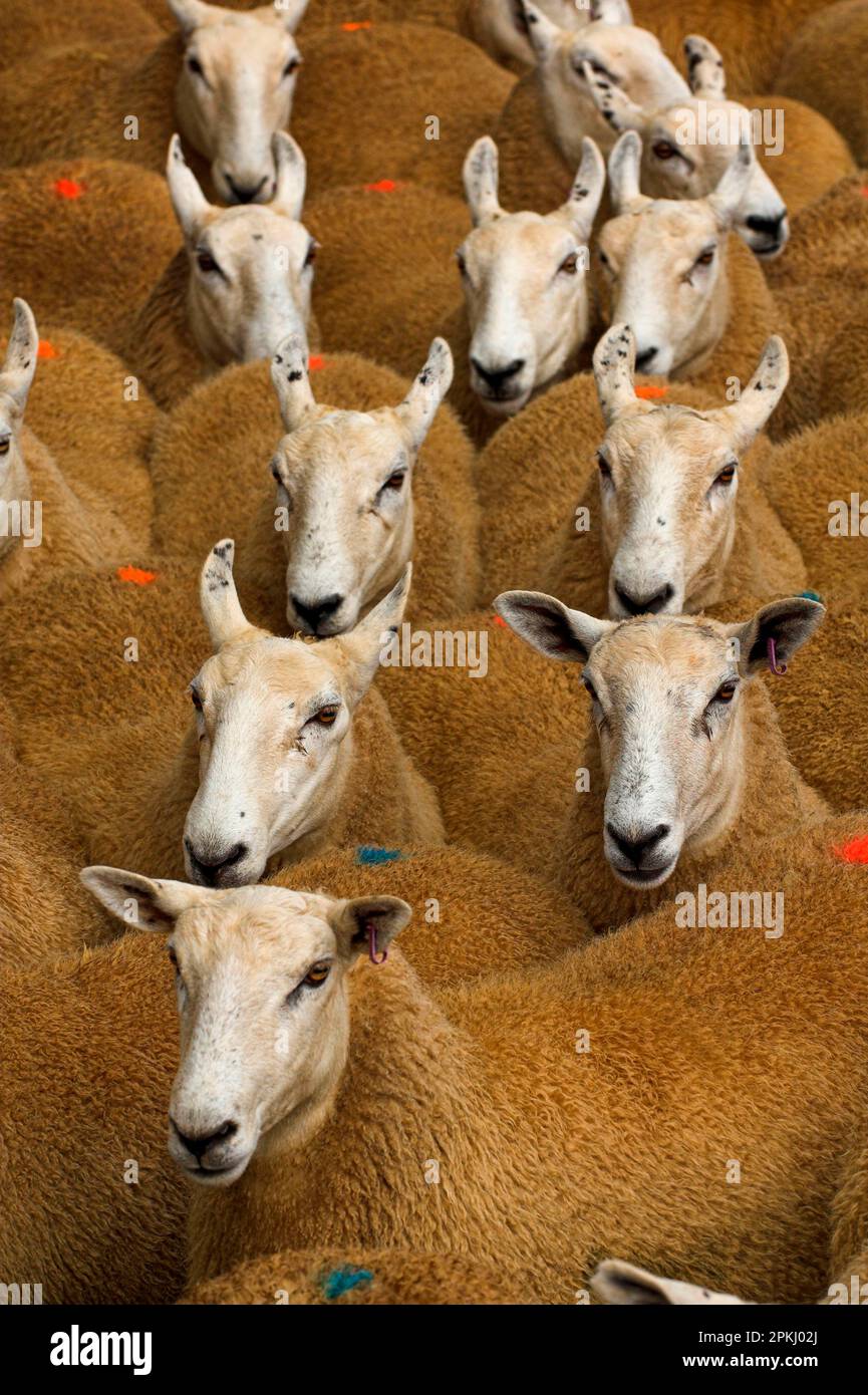 Domestic Sheep, Welsh mules, Welsh Mountain ewe x Blue-faced Leicester ...