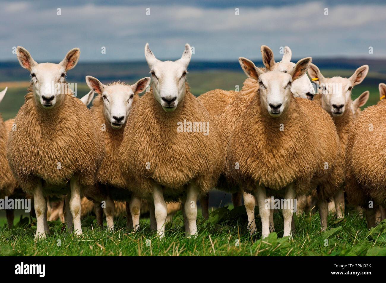 Domestic Sheep, mules, Cheviot ewe x Blue-faced Leicester ram, flock ...