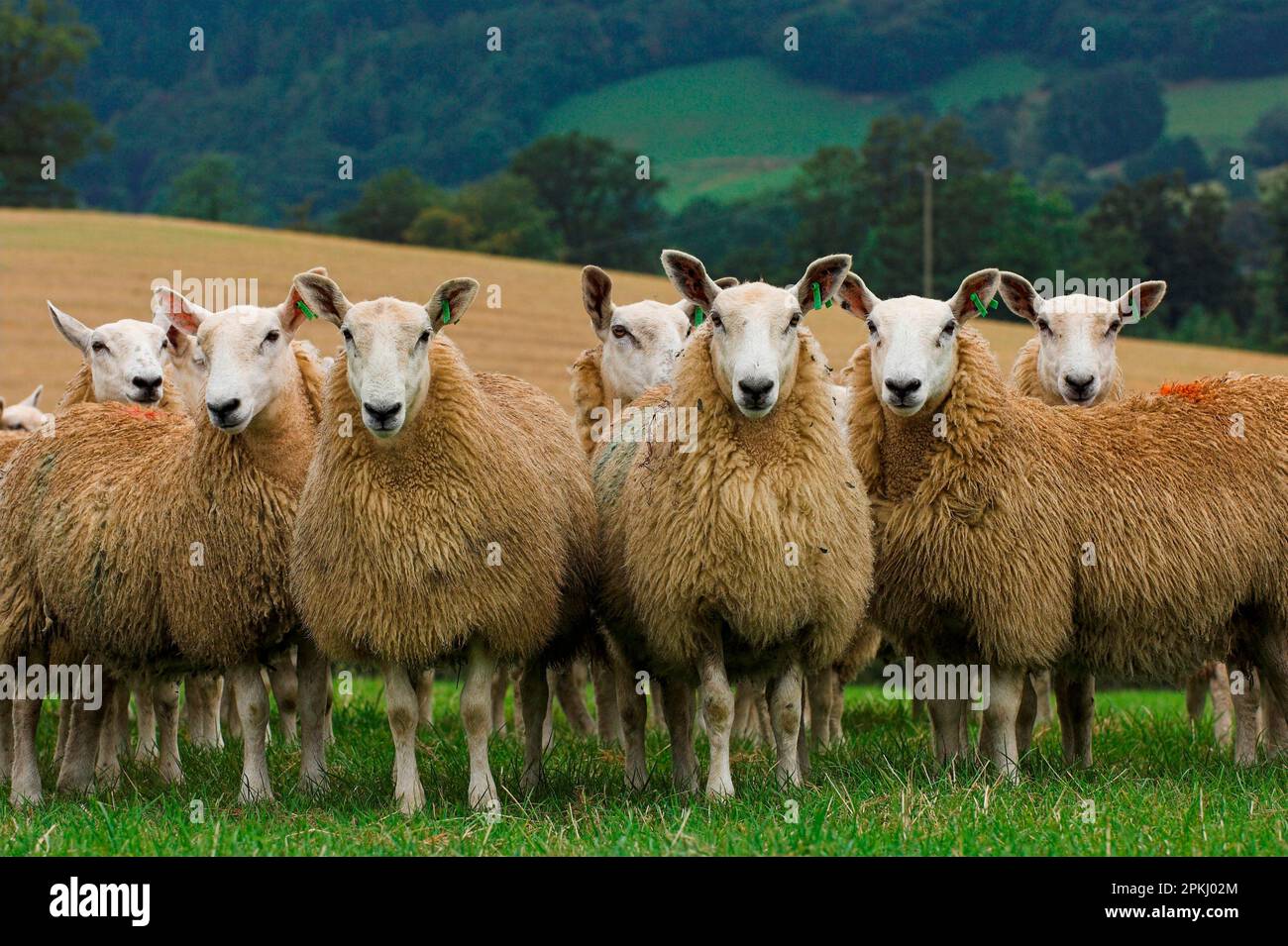 Domestic Sheep, Welsh mules, Welsh Mountain ewe x Blue-faced Leicester ...