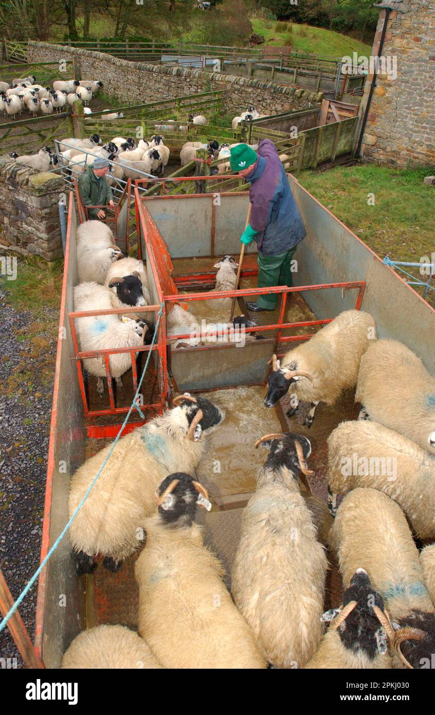 Shepherd dipping Scottish Blackface sheep in mobile dipper, Whitewell ...