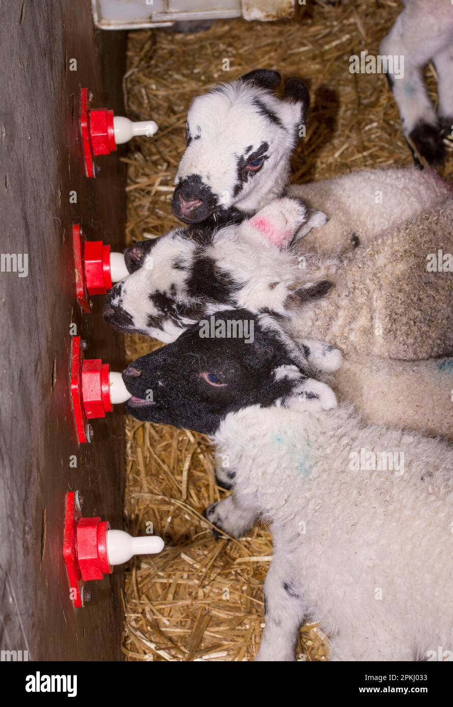 Milk drinker hi-res stock photography and images - Alamy