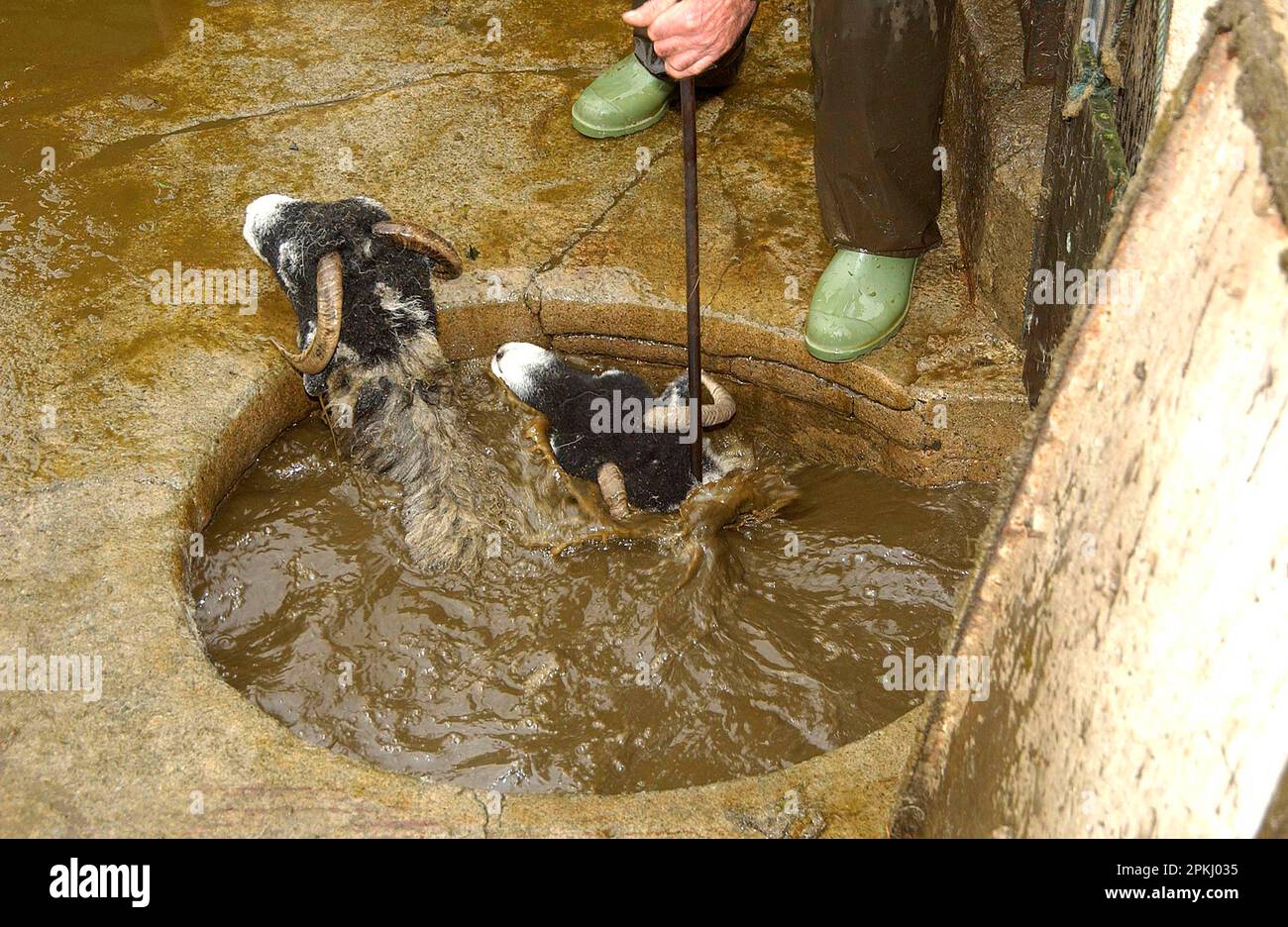 Sheep farming, dipping two Swaledale ewes in circular dip, Hawes, North ...