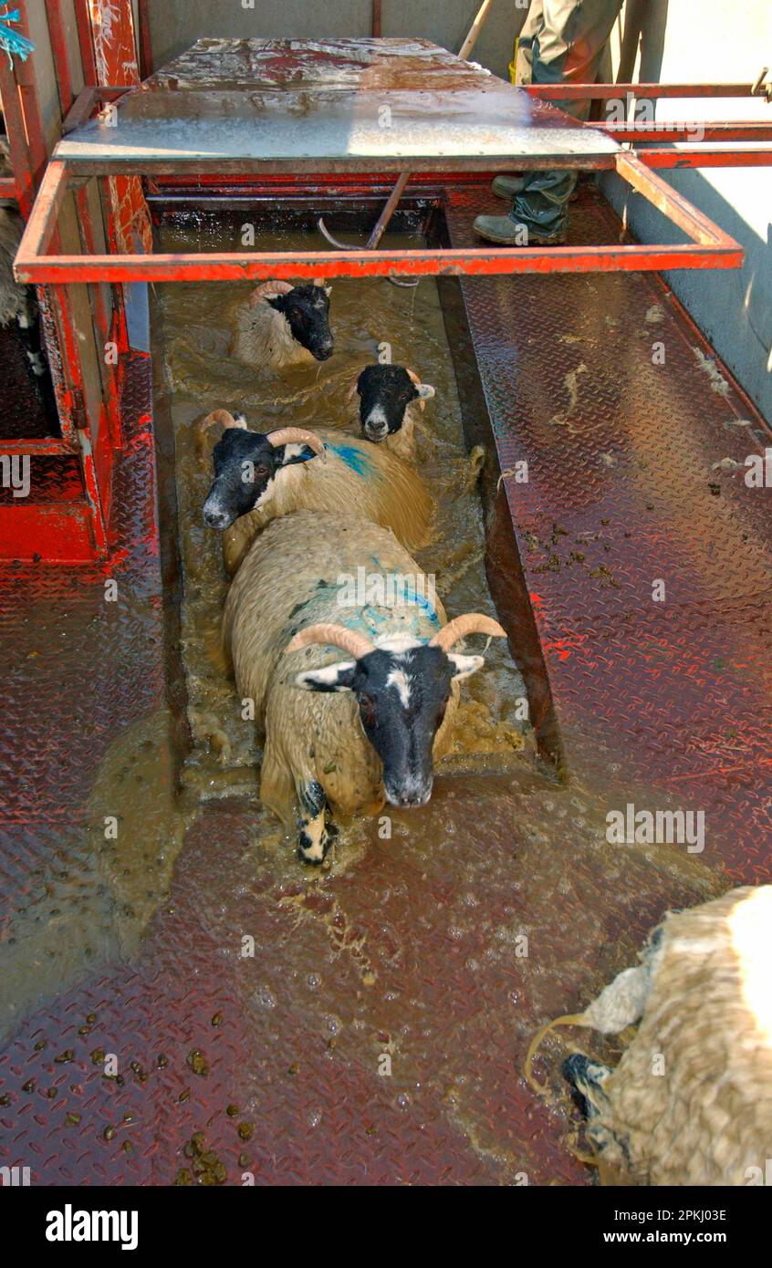 Sheep farming, dipping Swaledale ewes in mobile dip, Whitewell ...