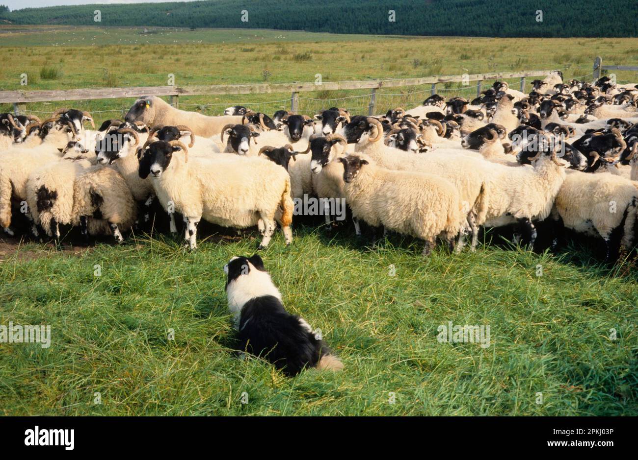 Sheep farm, Border Collie working Scottish Blackface flock ...