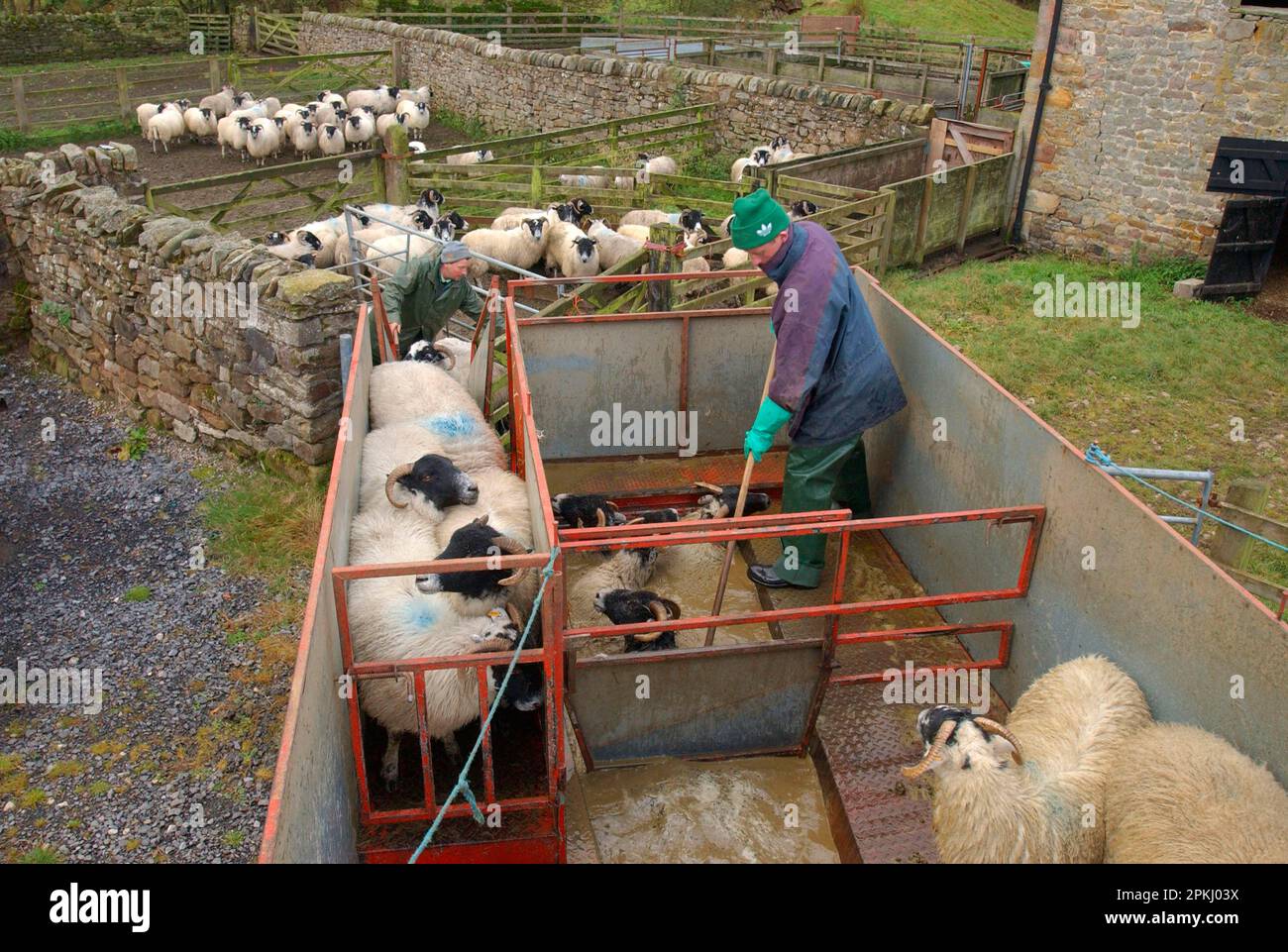 Shepherd dipping Scottish Blackface sheep in mobile dipper, Whitewell ...