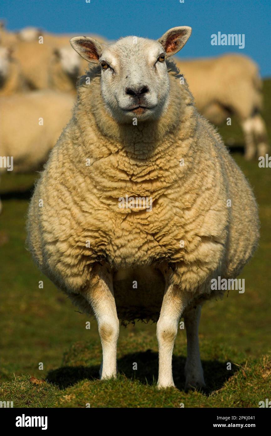 Domestic Sheep, Lleyn ewe, standing in field, England, United Kingdom ...
